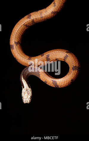 Malayan slug snake Asthenodipsas malaccanus Stock Photo - Alamy