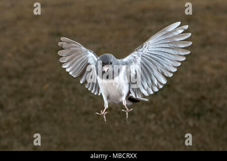 Dark-eyed junco (Junco hyemalis) flying under snowfall, Ames, Iowa, USA ...