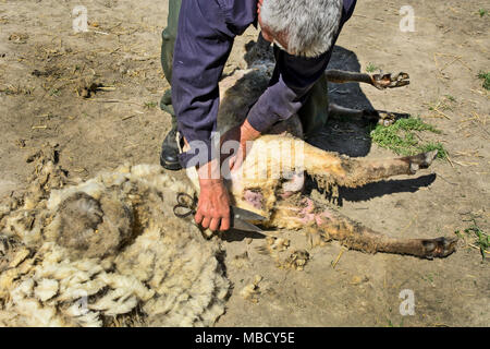 Farmer performs traditional spring removing wool from sheep Stock Photo ...