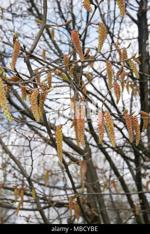 European Hornbeam Male Catkins, Carpinus betulus, Betulaceae Stock ...