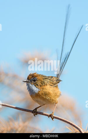 Southern Emu-wren - Stipiturus malachurus brown bird with long tail and ...