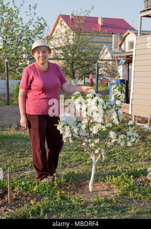 Plentiful flowering of a dwarfish apple-tree in an amateur garden Stock ...