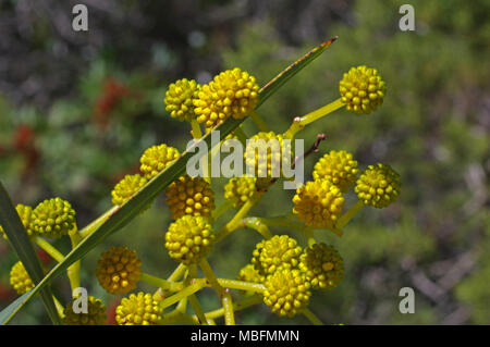 Acacia retinoides close-up Stock Photo - Alamy