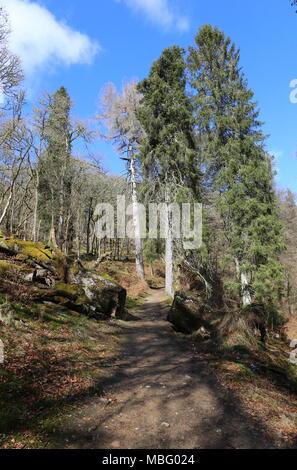 Footpath in Laggan Woods Scotland April 2018 Stock Photo - Alamy