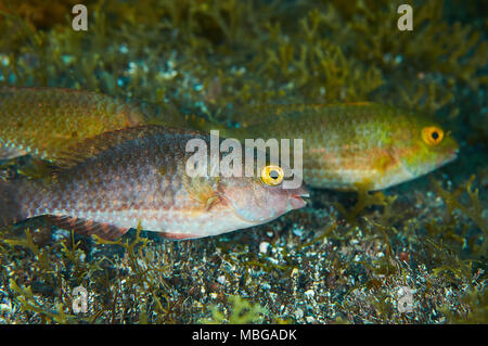 Mediterranean parrotfish (Sparisoma cretense) school in Mar de las ...