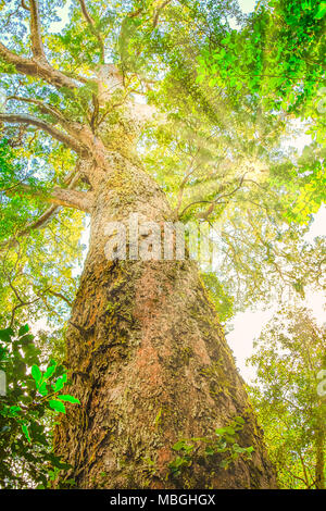 Vertical shot of a route in the forest Stock Photo - Alamy