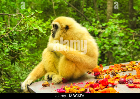 Gibbon eating in a tree Stock Photo - Alamy