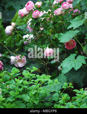 WA, Seattle, Roses in bloom and gazebo at the Rose Garden at the ...