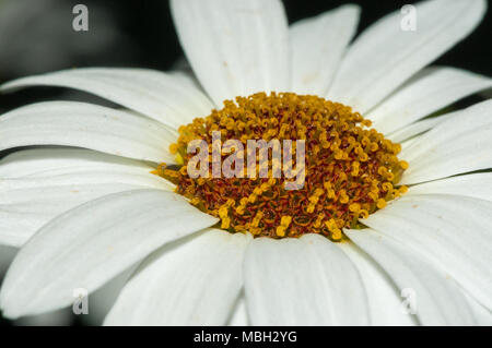 marguerite daisy, Paris daisy, margarida Argyranthemum Stock Photo - Alamy