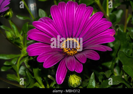 Sundays river daisy, Dimorphoteca ecklonis, garden, Catalonia, Spain ...