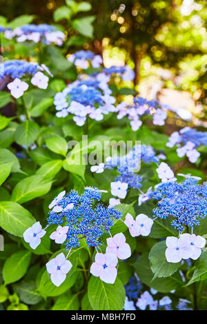 Hydrangea 'Early Blue' Stock Photo - Alamy