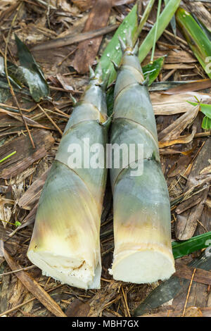 Bamboo shoot on ground Stock Photo - Alamy