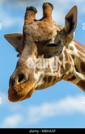 Selective focus shot of the head of a giraffe Stock Photo - Alamy