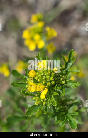 Common Winter Cress, Bitter Wintercress, Bittercress, Herb Barbara ...