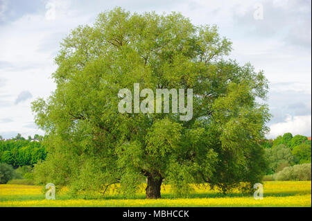 single big willow tree in field with perfect treetop Stock Photo - Alamy