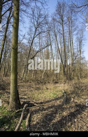 Poznan, Wielkopolska, Poland. 10th Apr, 2018. By the biologist's eyes ...
