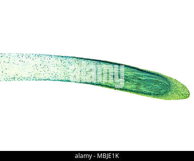 Plant cell mitosis. Light micrograph of a root tip cells squash ...