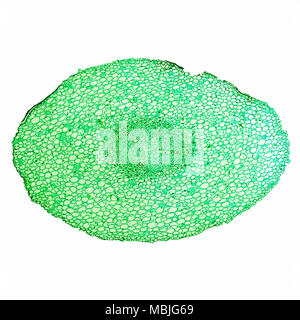 Vicia Faba, young root, cross section Stock Photo - Alamy