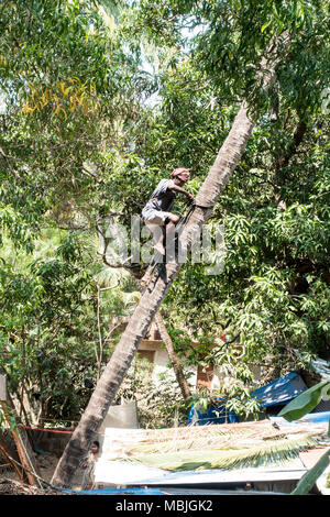 Coconut harvester using metal clamps Stock Photo - Alamy