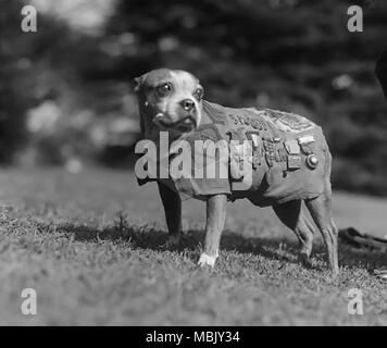 WWI, Sergeant Stubby, American War Dog Stock Photo - Alamy