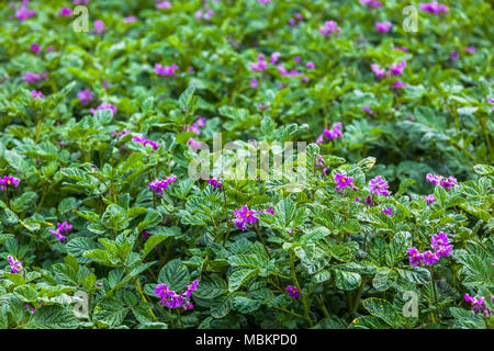 potatoes cultivated fields at Ecuadorian Andes Stock Photo - Alamy