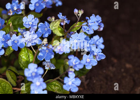 Creeping Navelwort, Blue-eyed Mary, Creeping forget-me-not, Omphalodes ...