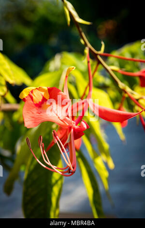 Pride of Burma flower (Amherstia nobilis Stock Photo - Alamy