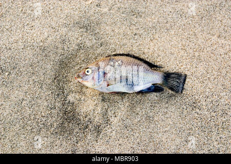 Dead fish on gravel and sand Stock Photo - Alamy