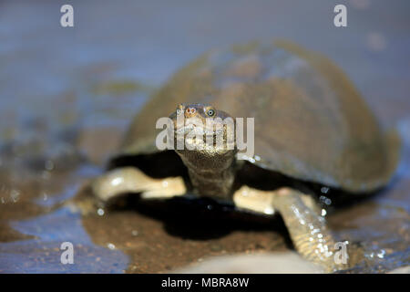 Serrated hinged terrapin (Pelusios sinuatus), South Luangwa National ...
