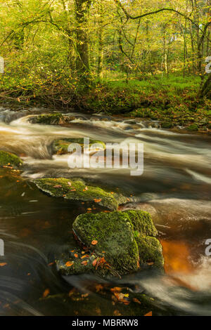 The River Erme flowing though autumn woodland on the edge of the ...