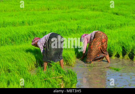 Vietnamese women working on the rice field in Southern Vietnam Stock ...