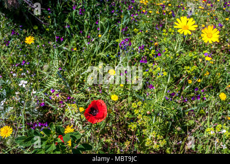 flowery meadow near the beach in a sunny day of spring with figs of ...