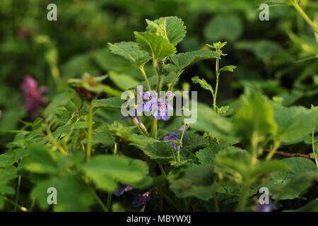 Single plant of Glechoma hirsuta (Lamiaceae family) with violet flowers ...
