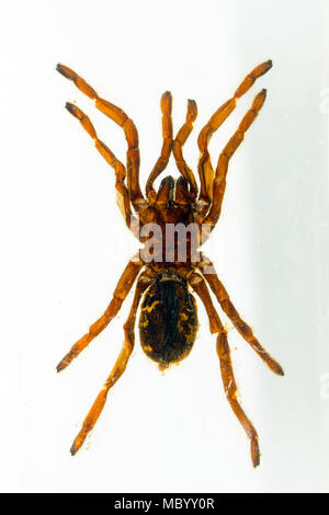 Tarantula studio shot, inside Stock Photo - Alamy
