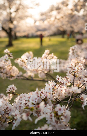 Showa Park (Akishima City) where sunset is inserted Stock Photo - Alamy