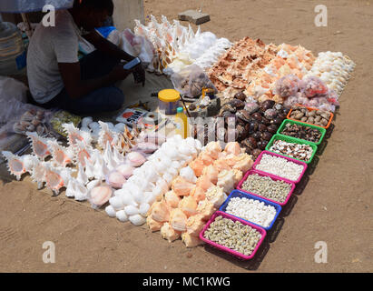 Different varieties of sea shells are selling in Kanyakumari beach side ...