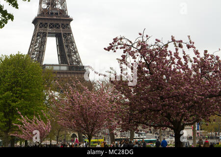 Spring blossom of sweet cherry trees, fruit orchards in Betuwe ...