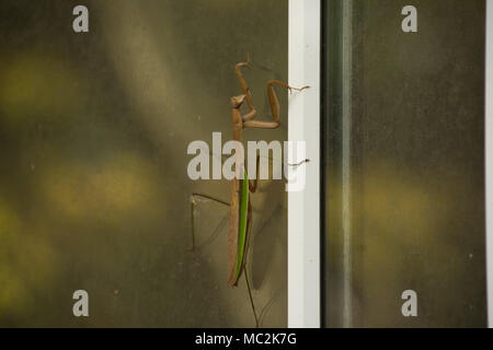 Praying Mantis on window frame Stock Photo - Alamy