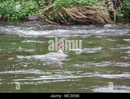 A female goo sander in the River Mersey near Stockport UK Stock Photo ...
