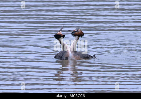 Great Crested Grebes perform their courtship dance on the Serpentine ...