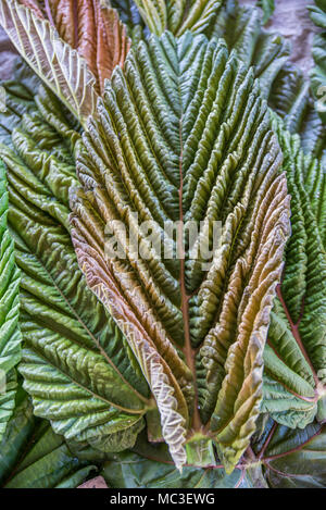 Leaves of kumu (edible leavy vegetable) on sale at the market, Goroka ...