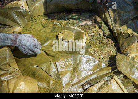 Preparation of typical papuan dish called "mumu", Goroka area, Eastern ...