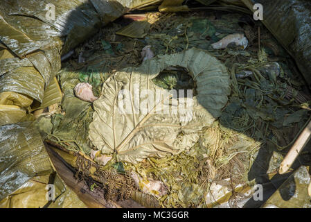 Preparation of typical papuan dish called "mumu", Goroka area, Eastern ...