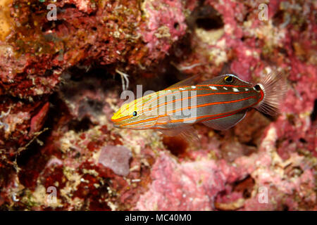 Old Glory Goby, Amblygobius rainfordi, Mangrove Ridge, West Waigeo ...