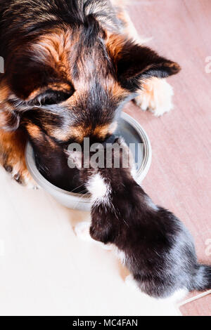 A closeup shot of a big dog in the snowy landscape Stock Photo - Alamy