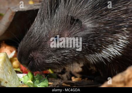 Porcupine - the prickliest of rodents, though its Latin name means ...