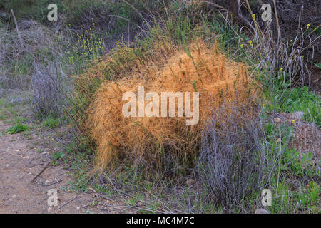 Cuscuta (dodder) plant wrapped around other plants Stock Photo - Alamy