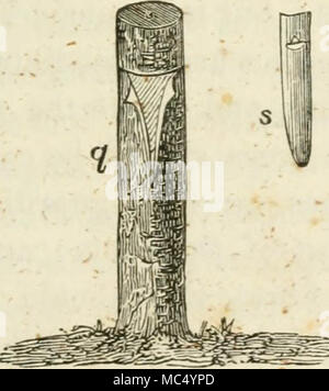 "The fruit, flower, and kitchen garden" (1851 Stock Photo - Alamy