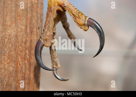 Bird of Prey Foot Claws Talons Leather Glove Sharp Stock Photo - Alamy