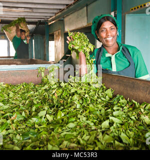 Tea leaves dry in withering troughs at the Highfield Tea Factory at ...